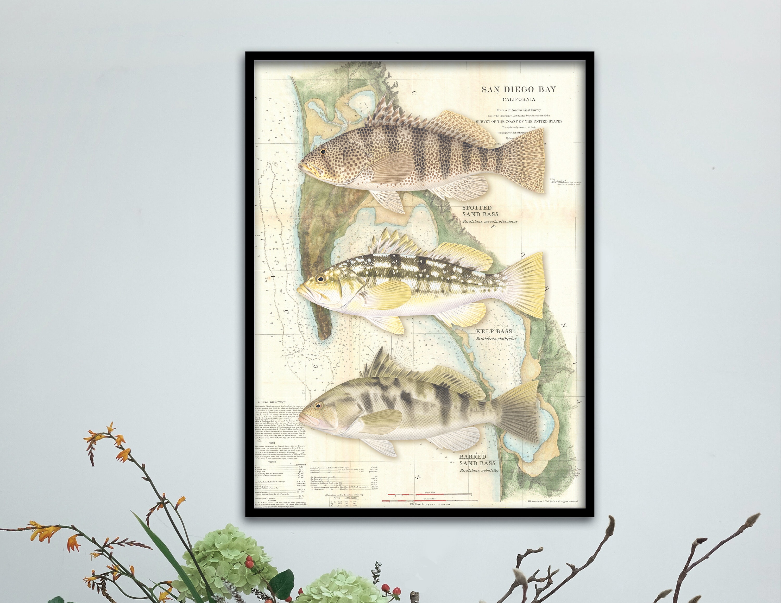 18x24 San Diego Bay Vintage NOAA Poster San Diego Bay Poster, Sand Bass ...