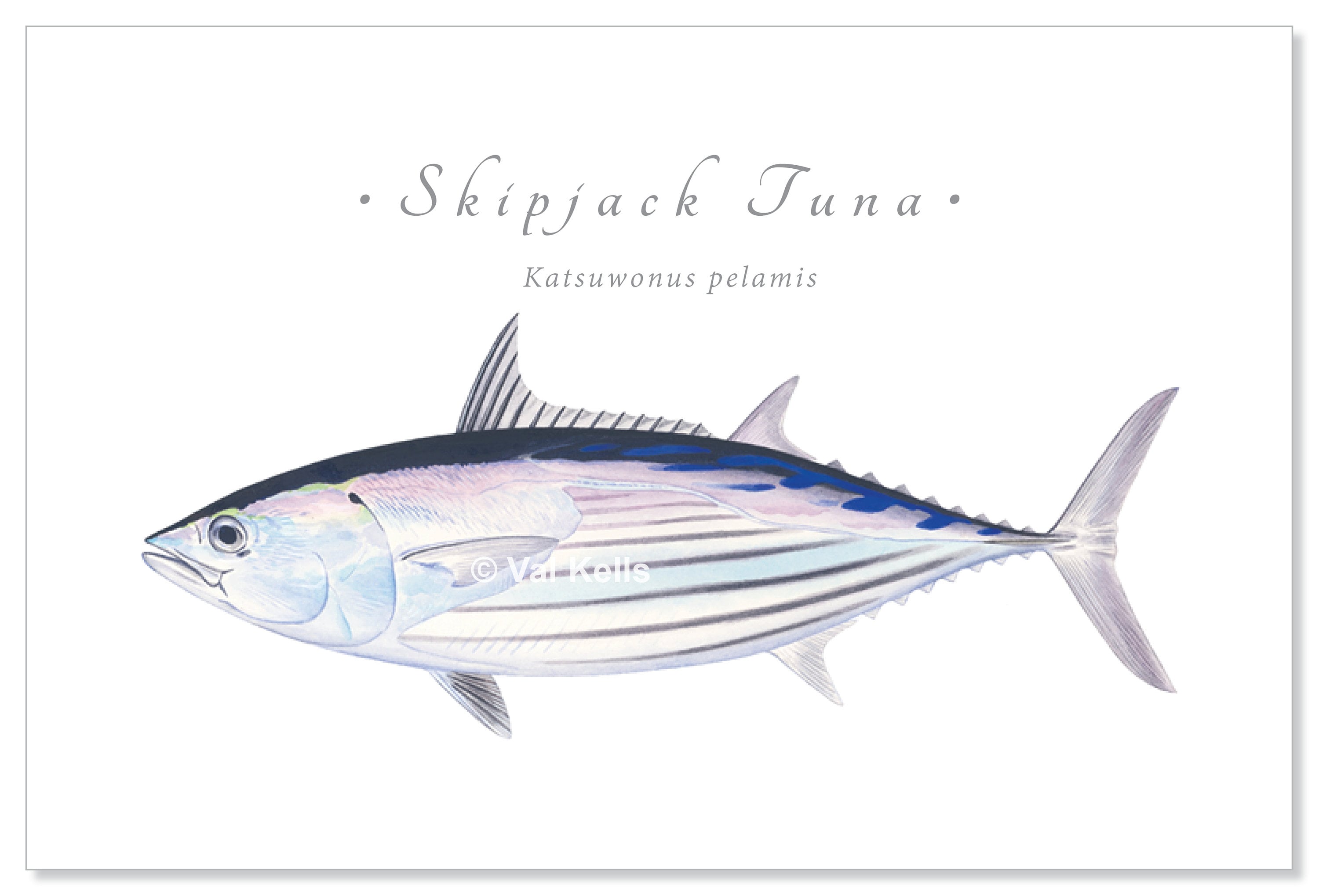 Skipjack & Bonito Giclee Prints Atlantic Bonito Skipjack - Etsy