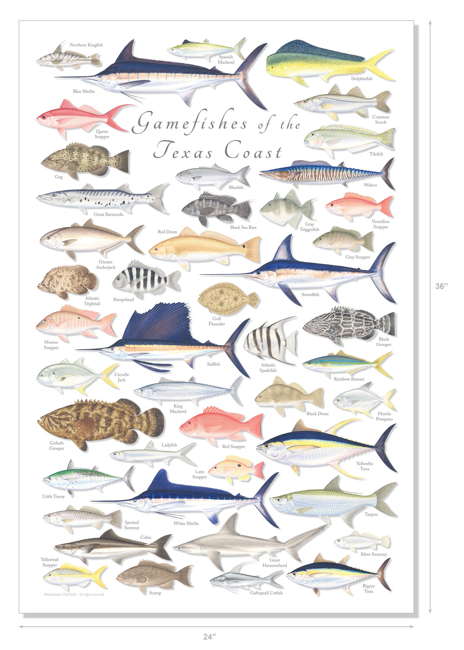 24x36 Gamefishes of the Texas Coast Poster, Texas Coast Poster, Texas ...