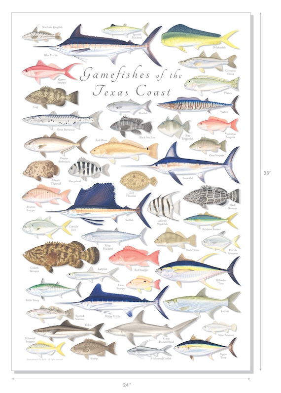 Texas Game Fish Species