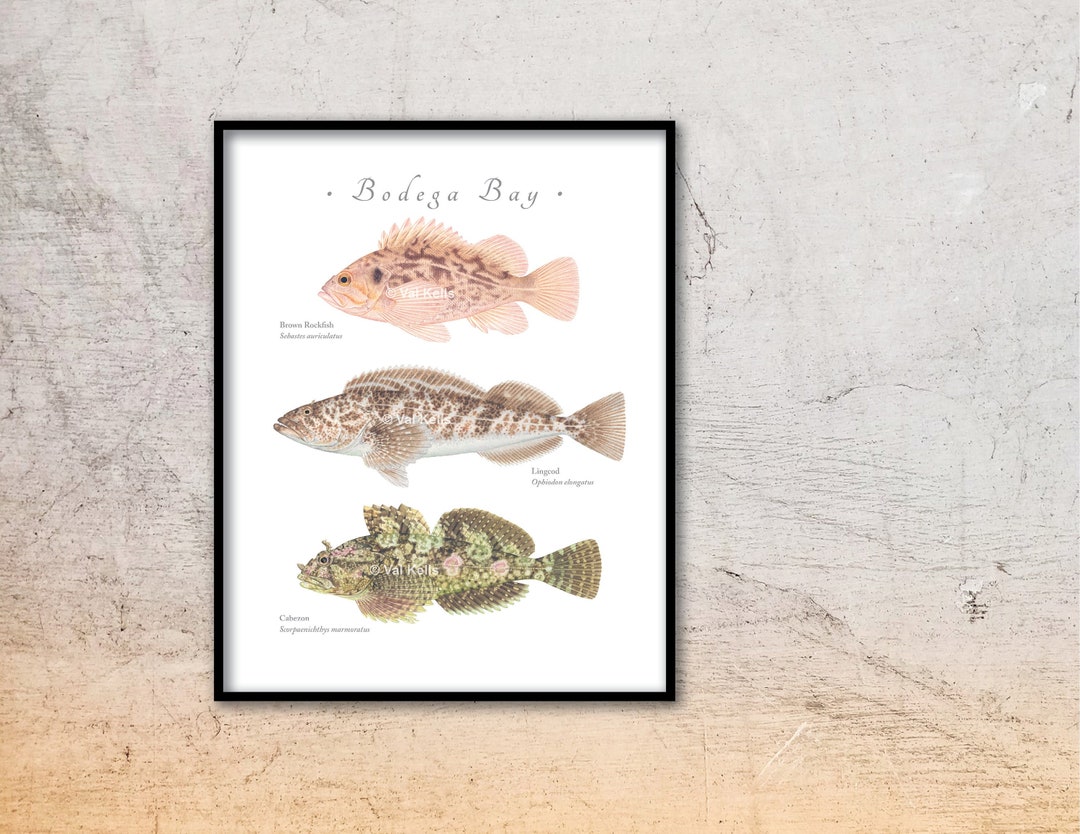 CUSTOMIZABLE California Coast Rockfish, Lingcod, Cabezon Giclee Print ...