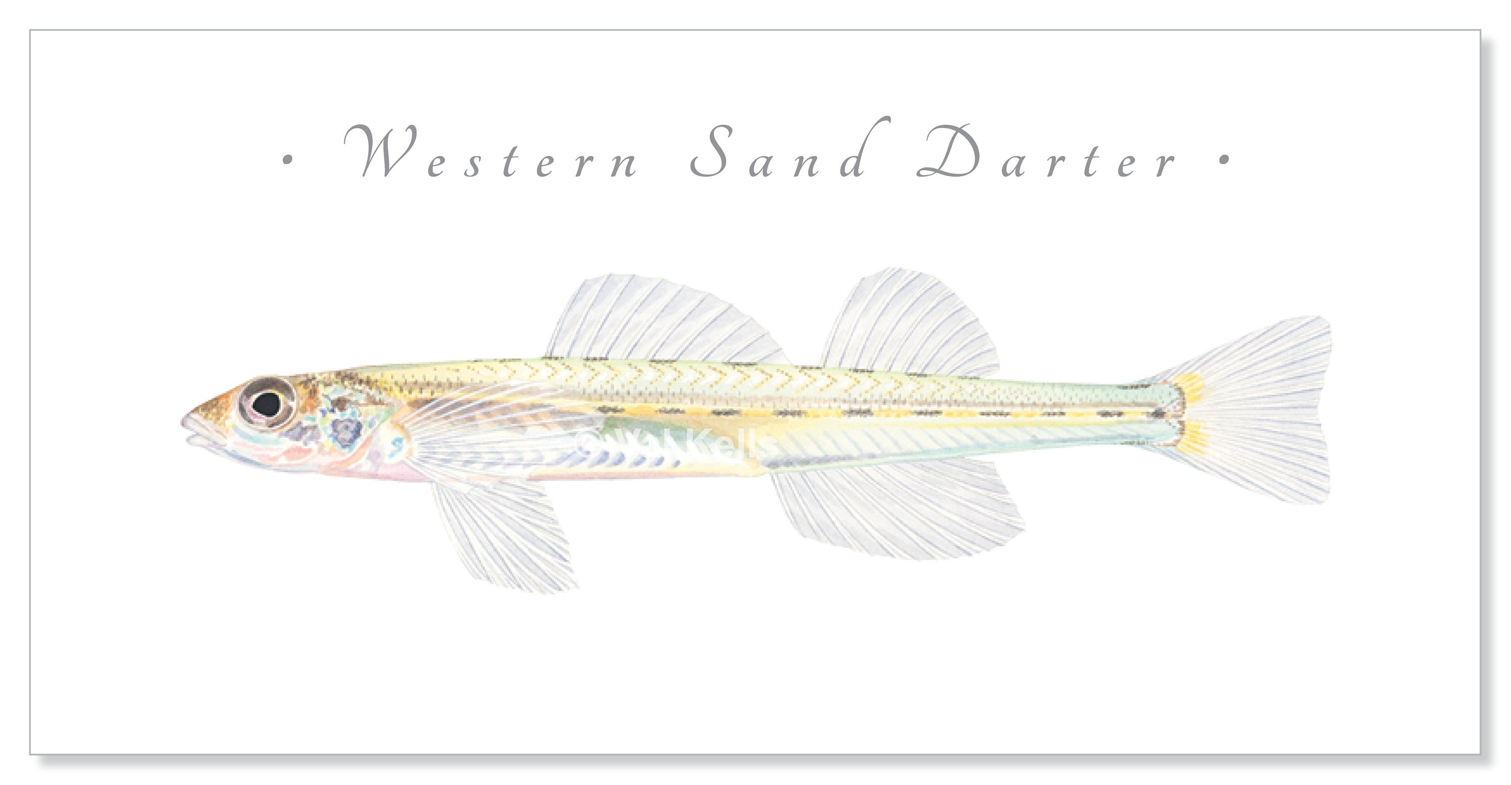 Darter giclee prints Candy Darter Riverweed Darter - Etsy.de