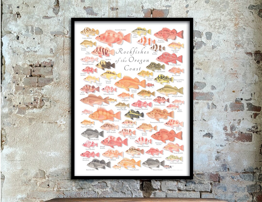 18x24 Rockfishes of the Oregon Coast Poster; Oregon Rockfish Poster ...