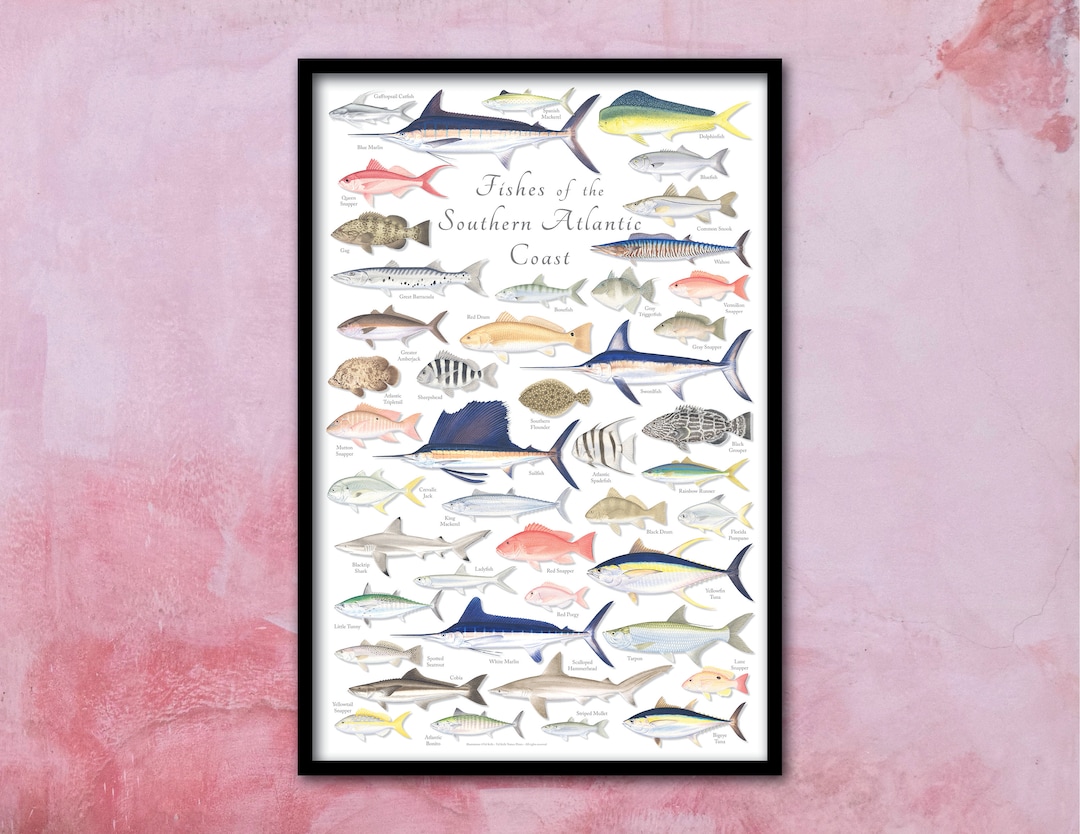 24x36 FRAMED Fishes of the Southern Atlantic Coast Poster; Framed ...
