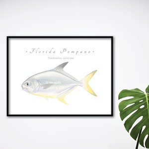 Florida Pompano Giclee Print; Pompano Giclee, Pompano Print, Fish Print ...