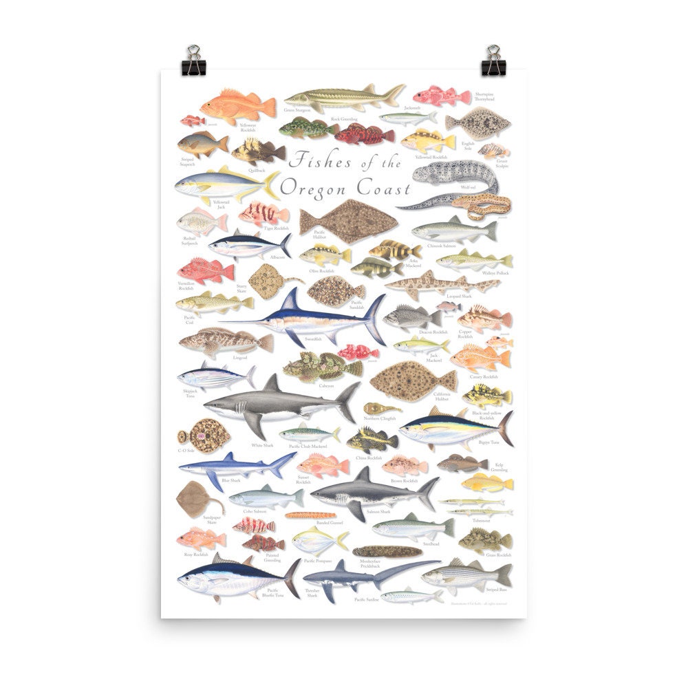 24x36 Fishes of the Oregon Coast Poster Oregon Fish Poster Oregon Fish ...
