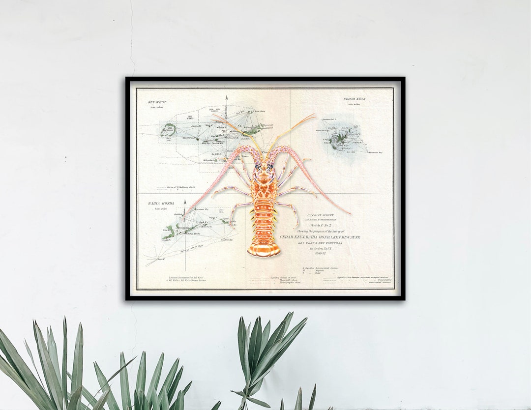 20x16 Caribbean Spiny Lobster With Vintage NOAA Chart Background Poster ...