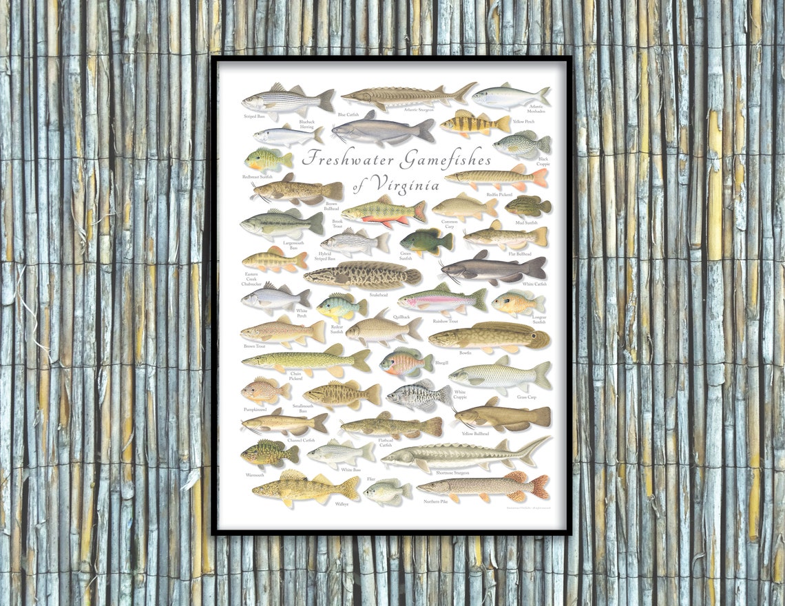 18x24 Freshwater Gamefishes of Virginia Poster Virginia Fishes Poster ...