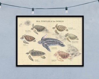 Sea Turtle Poster - Etsy