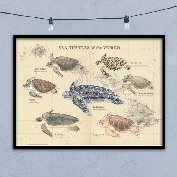 Sea Turtle Poster - Etsy