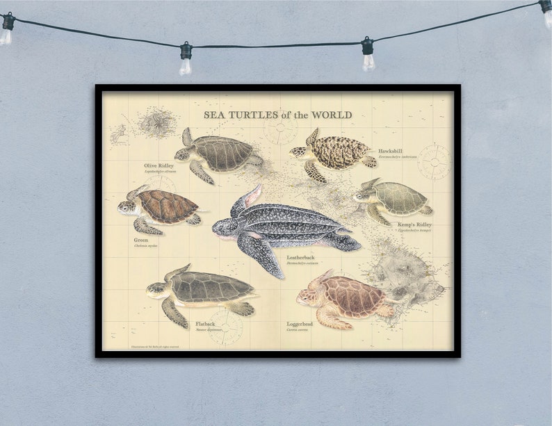 24x18 Sea Turtles of the World Vintage NOAA Chart Poster; Sea Turtle ...