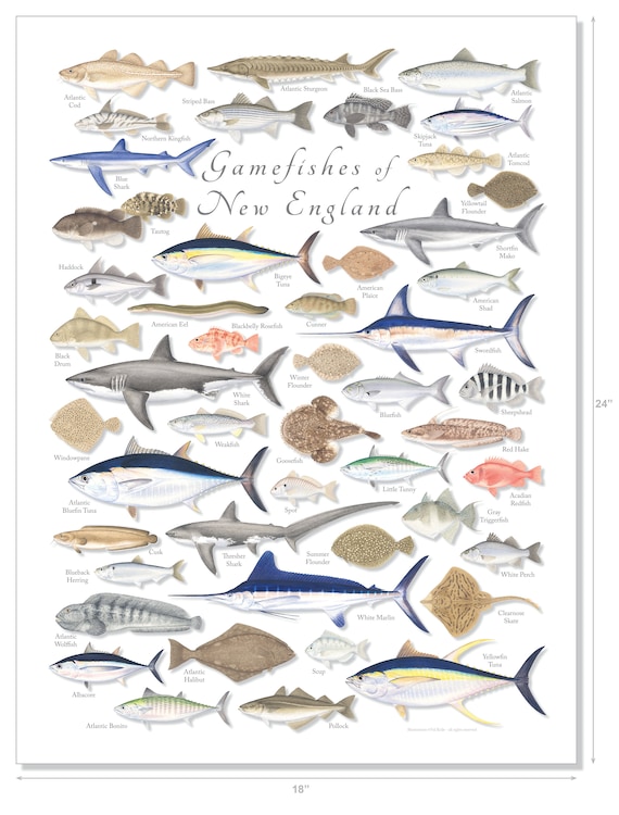 Fish Printable Crapatalus Novaezelandiae (New Zealand Sand Stargazer)