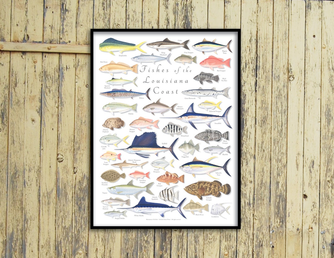 18x24 Fishes of the Louisiana Coast Poster, Louisiana Fish Poster ...
