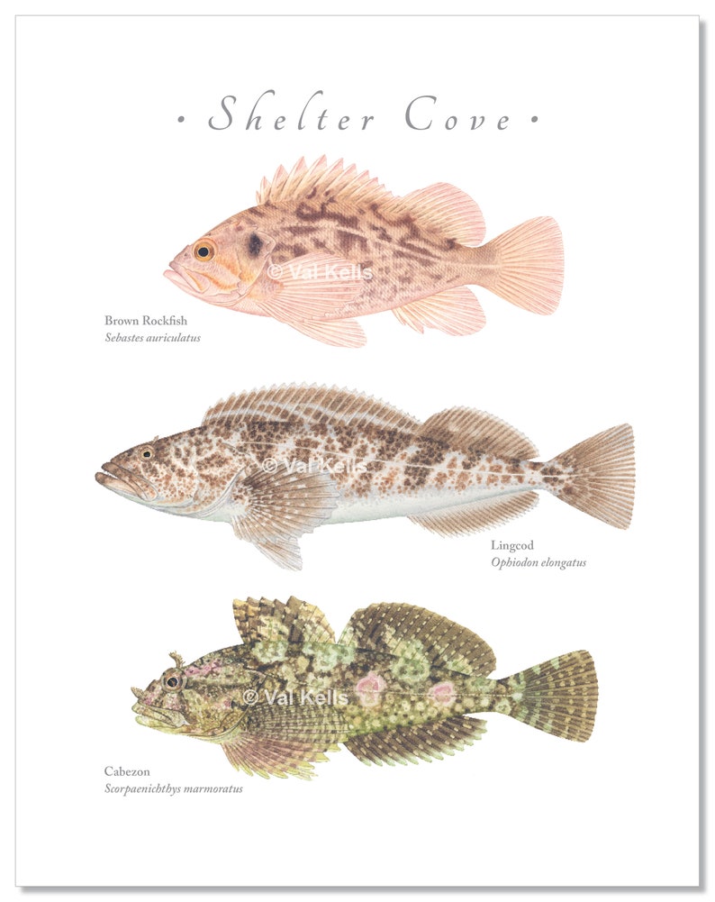 California Coast Rockfish Lingcod Cabezon Giclee Print - Etsy
