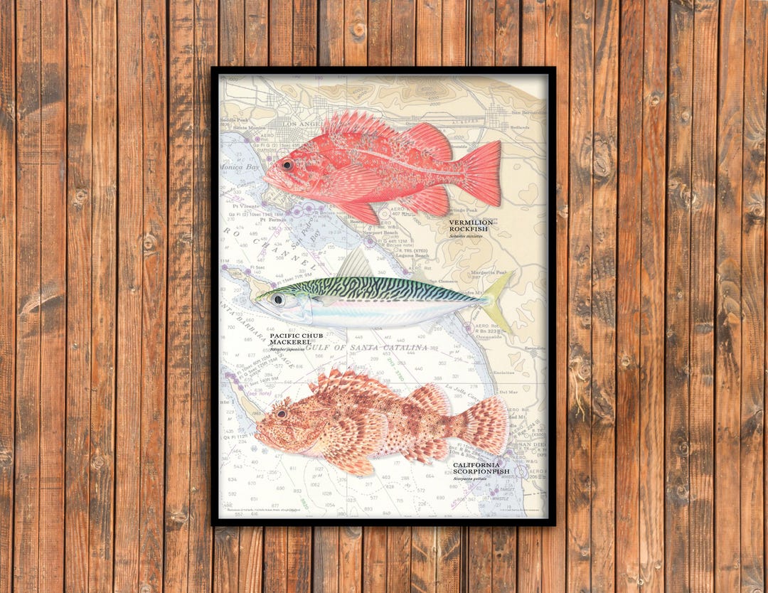 18x24 Vermilion Rockfish, Pacific Chub Mackerel, and California ...