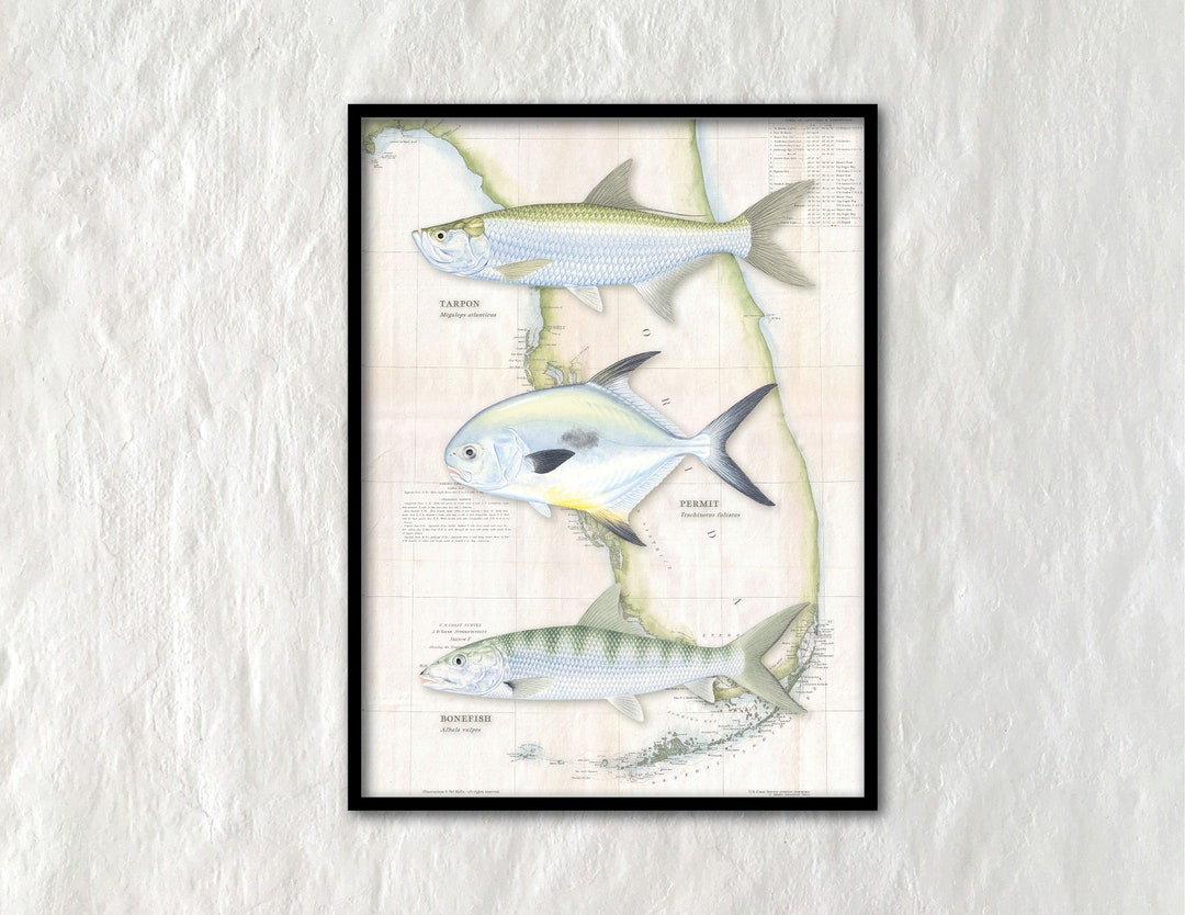 18x24 Tarpon Permit Bonefish Vintage NOAA Poster, Tarpon Poster, Permit ...