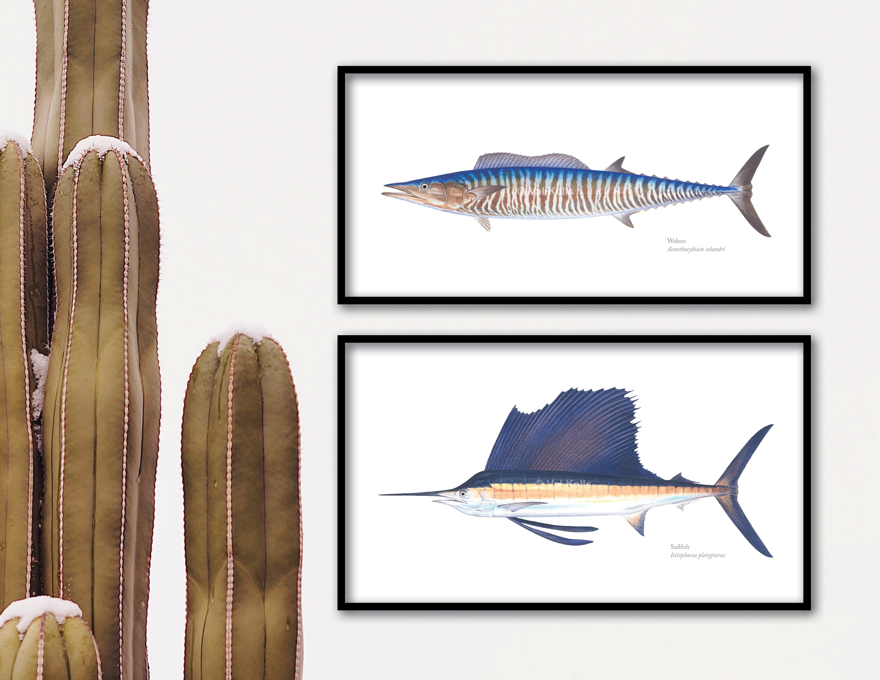 Sailfish and Wahoo Giclee Prints Sailfish Giclee, Wahoo Giclee ...