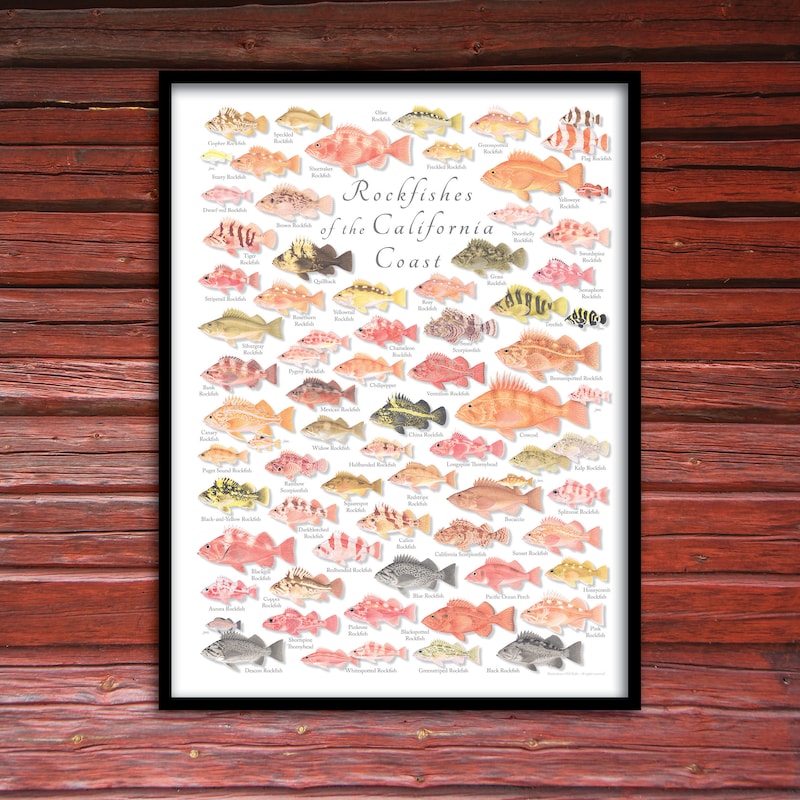 Fish Print Rockfish - Etsy UK