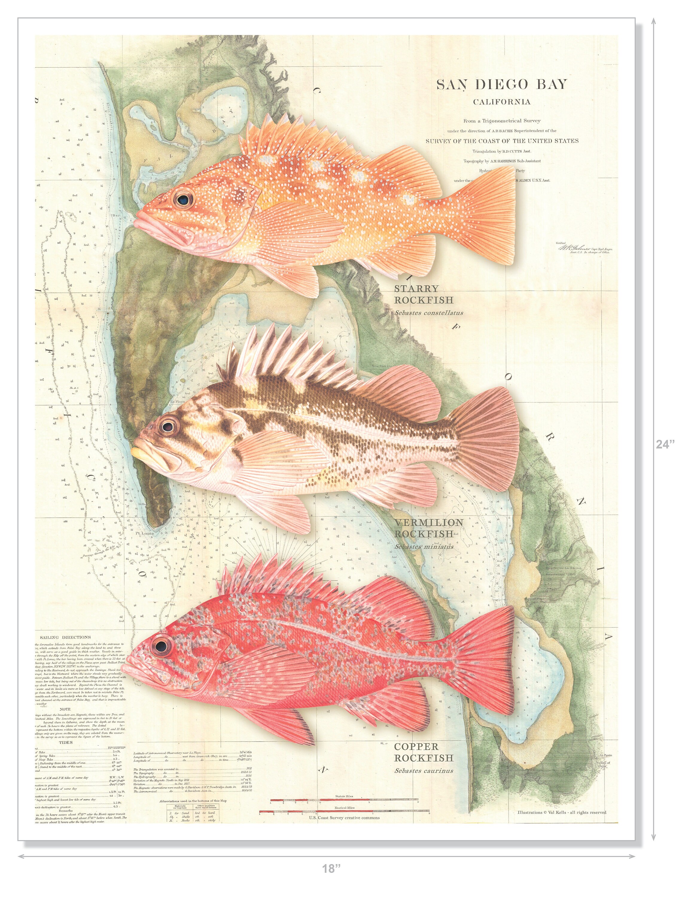 18x24 San Diego Bay Vintage NOAA Poster 2 San Diego Bay Fish - Etsy