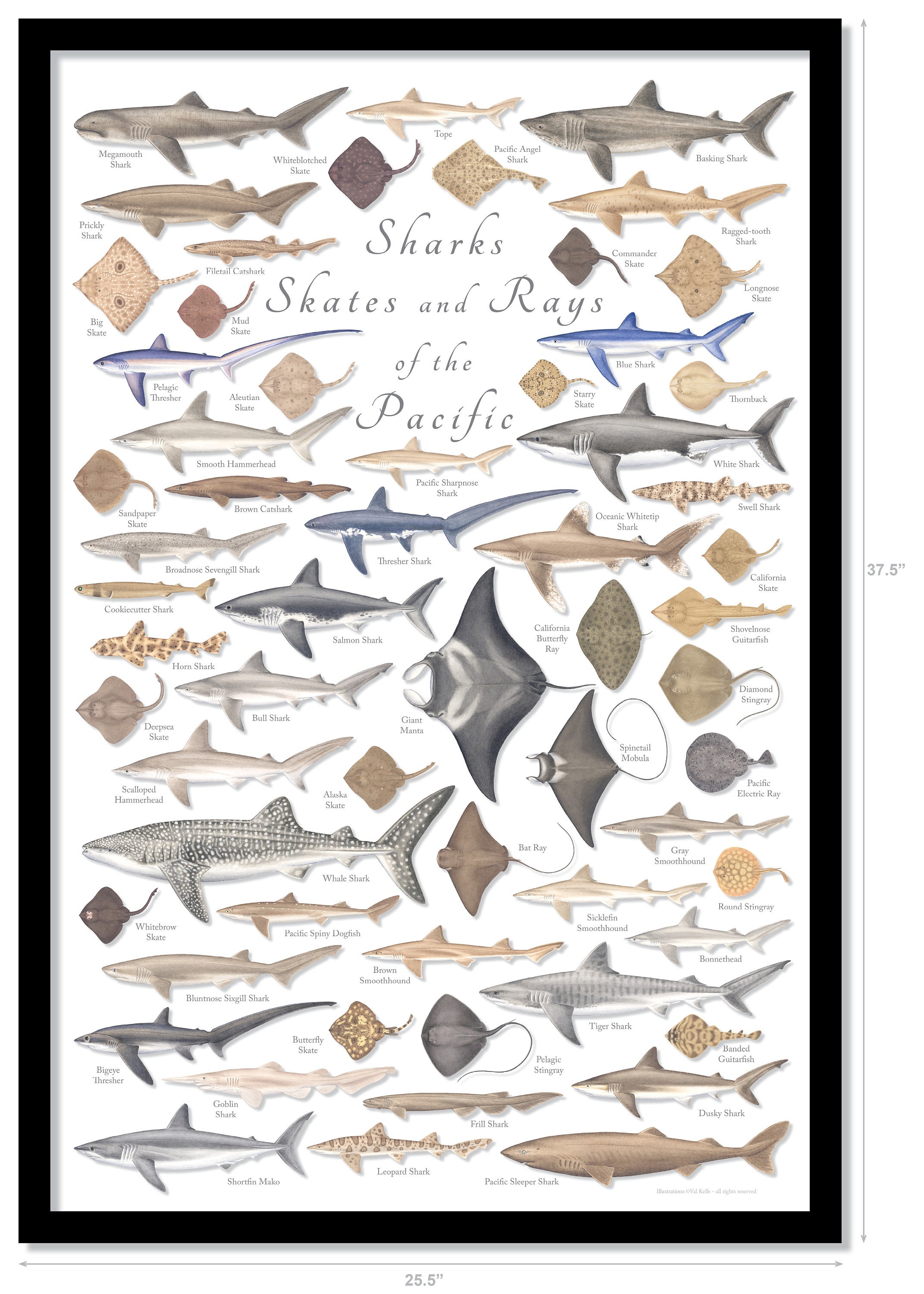 FRAMED 24x36 Sharks Skates and Rays of the Pacific Poster; Framed Shark ...
