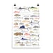 24x36 Gamefishes of the Texas Coast Poster; Texas Fish Poster - Etsy
