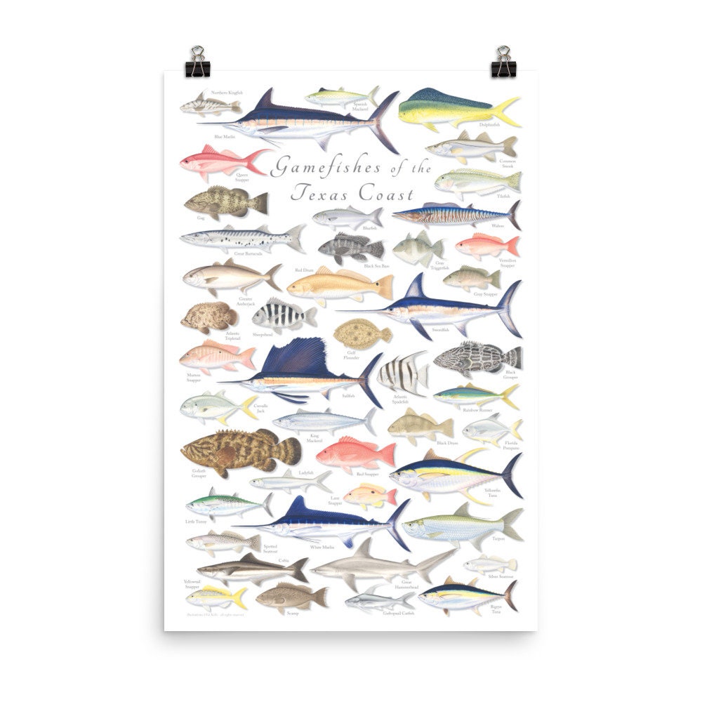 24x36 Gamefishes of the Texas Coast Poster, Texas Coast Poster, Texas ...