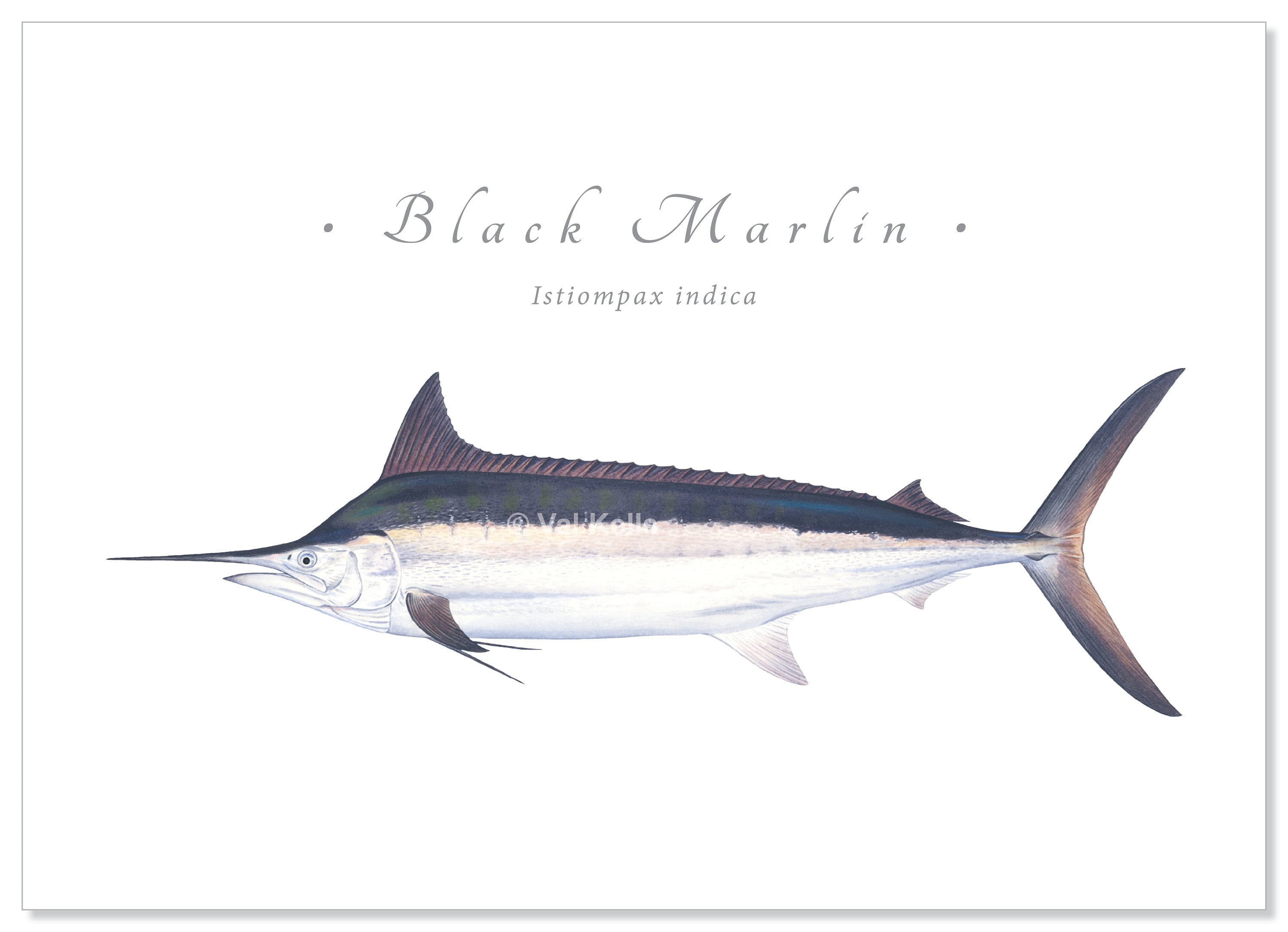 Black Marlin Drawing