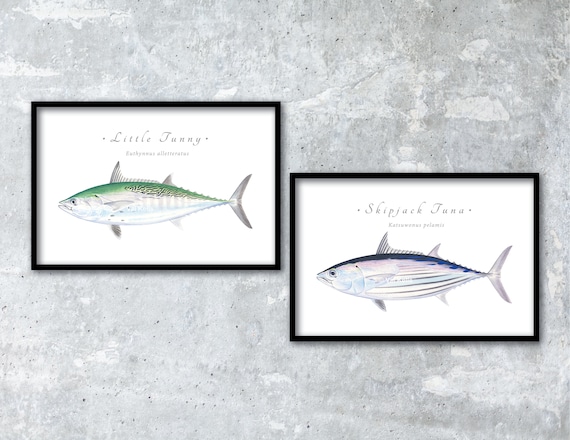 Skipjack & Bonito Giclee Prints Atlantic Bonito Skipjack - Etsy