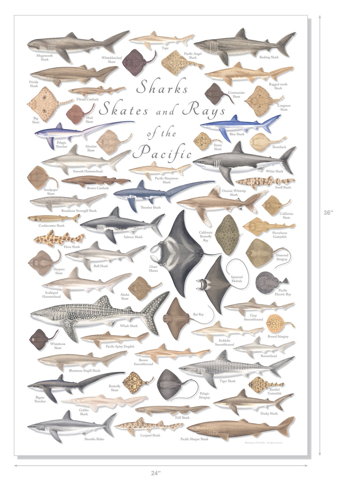 24x36 Sharks Skates and Rays of the Pacific Poster Pacific - Etsy