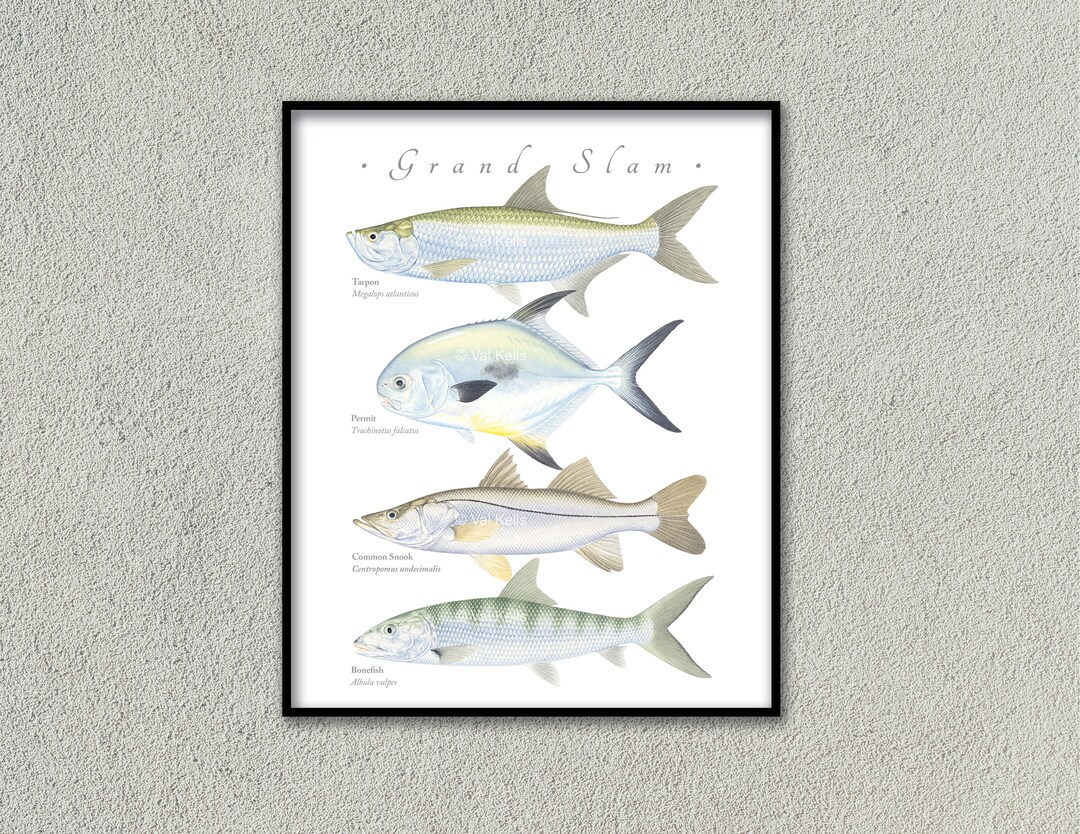 11x14 Tarpon, Permit, Snook, and Bonefish Grand Slam Giclee Print ...