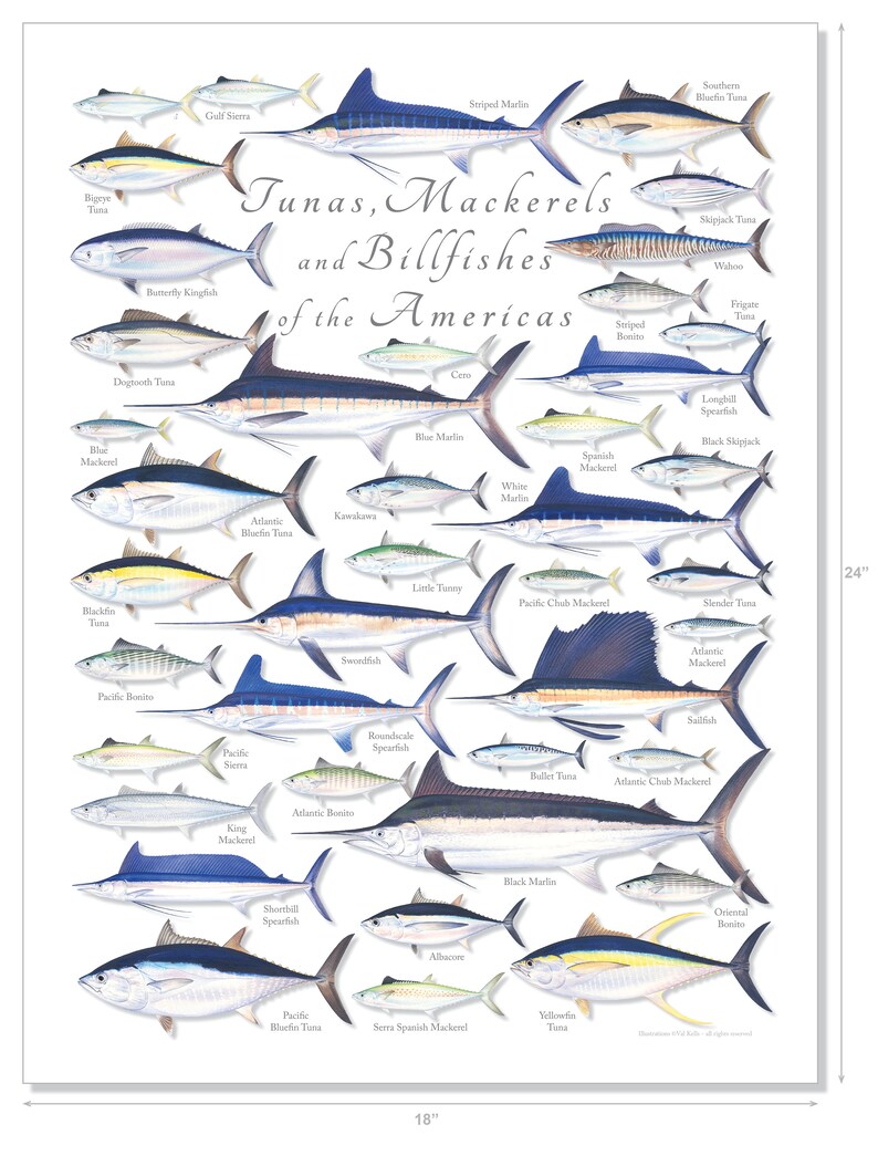 18x24 Tunas, Mackerels, and Billfishes of the Americas Poster, Tuna ...