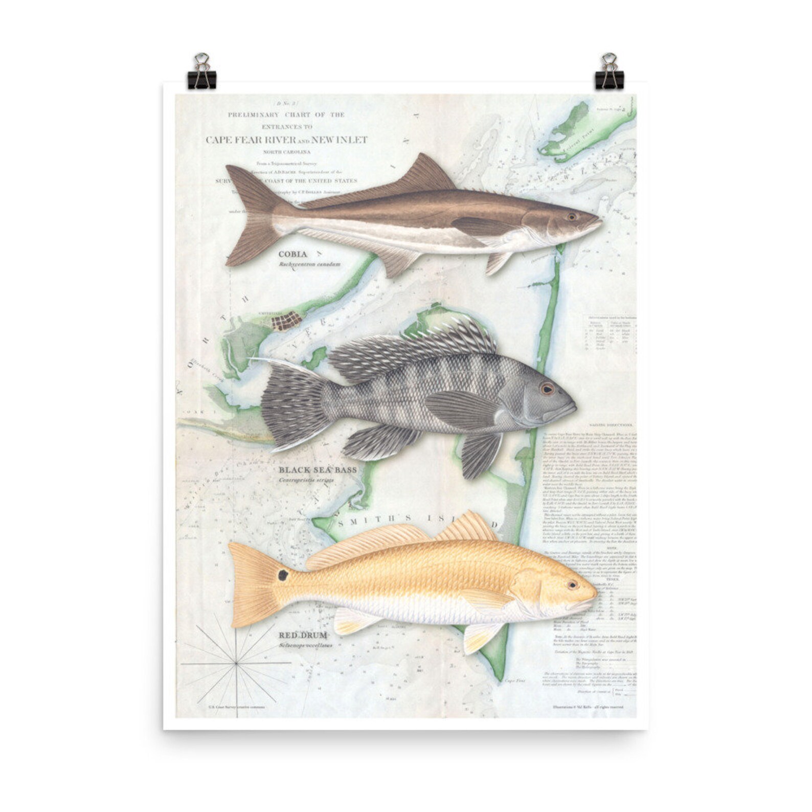 18x24 Cobia, Seabass, Red Drum With Vintage Cape Fear NOAA Chart Bald ...