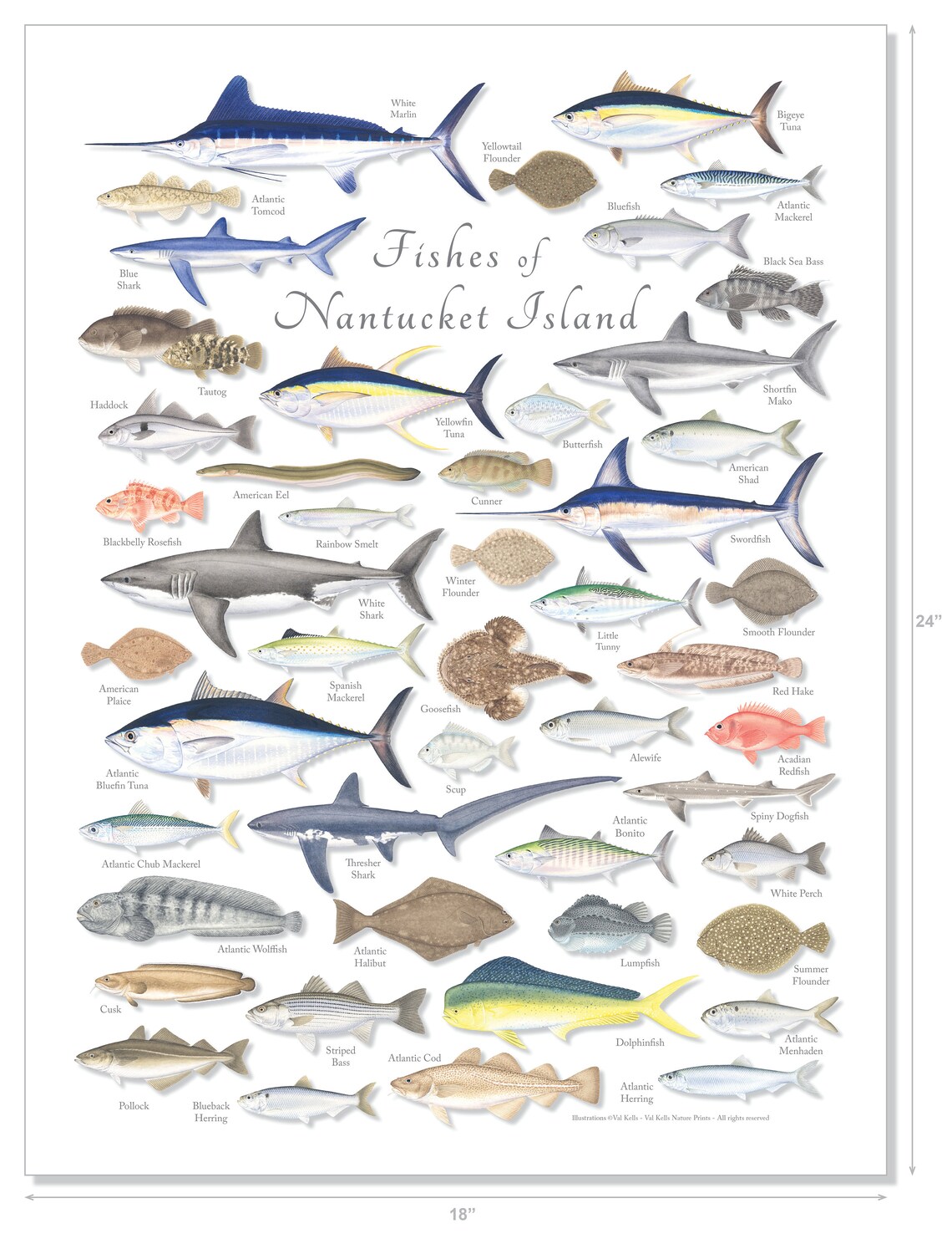 18x24 Fishes of Nantucket Island Poster; Fishes of Nantucket Poster ...