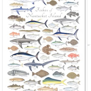 18x24 Fishes of Nantucket Island Poster; Fishes of Nantucket Poster ...