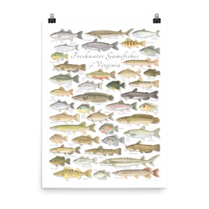 18x24 Freshwater Gamefishes of Virginia Poster, Virginia Fishes Poster ...
