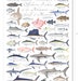 24x36 Offshore Fishes of the Atlantic & Gulf of Mexico Poster, Offshore ...