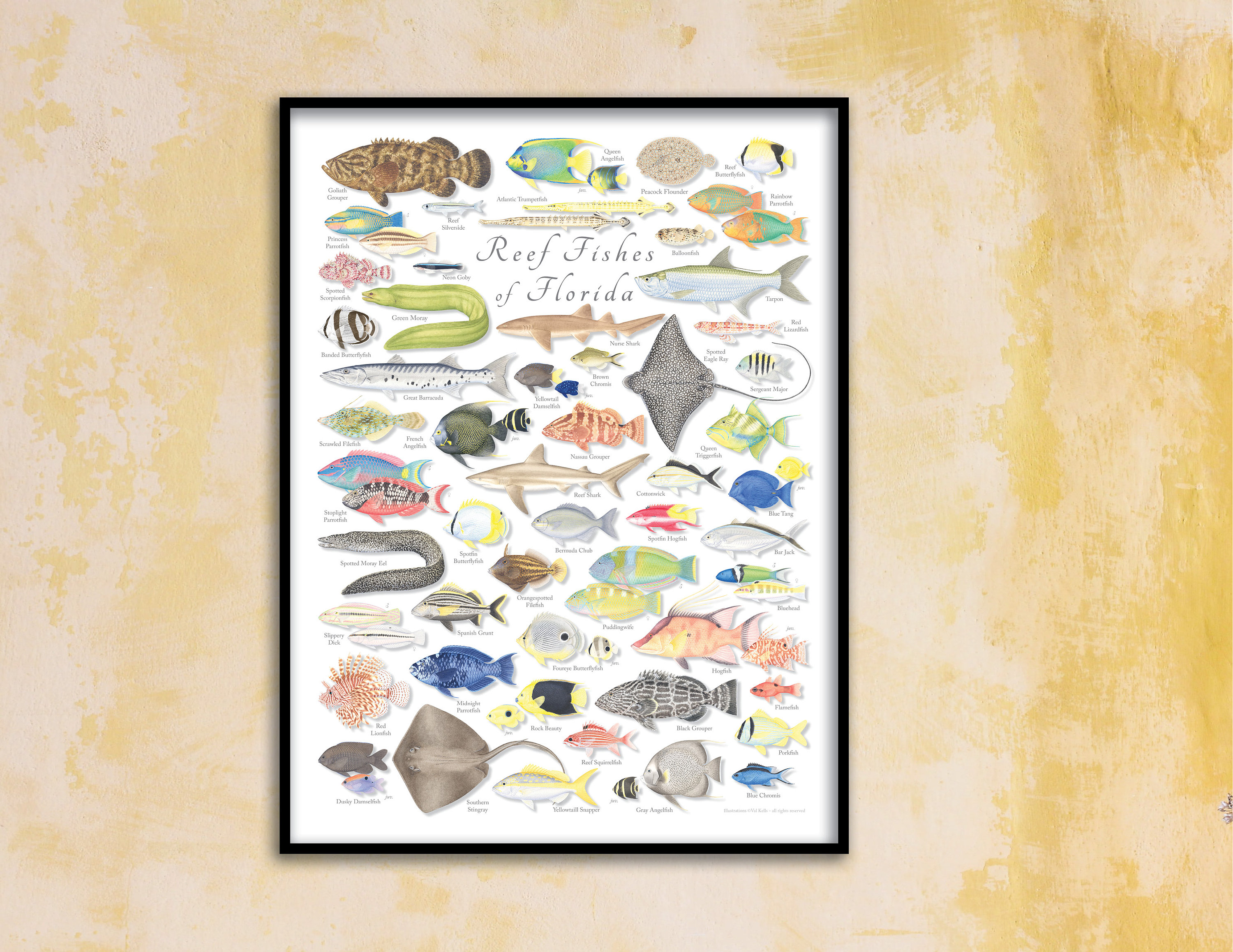 18x24 Reef Fishes of Florida Poster, Florida Keys Poster, Florida Fish ...