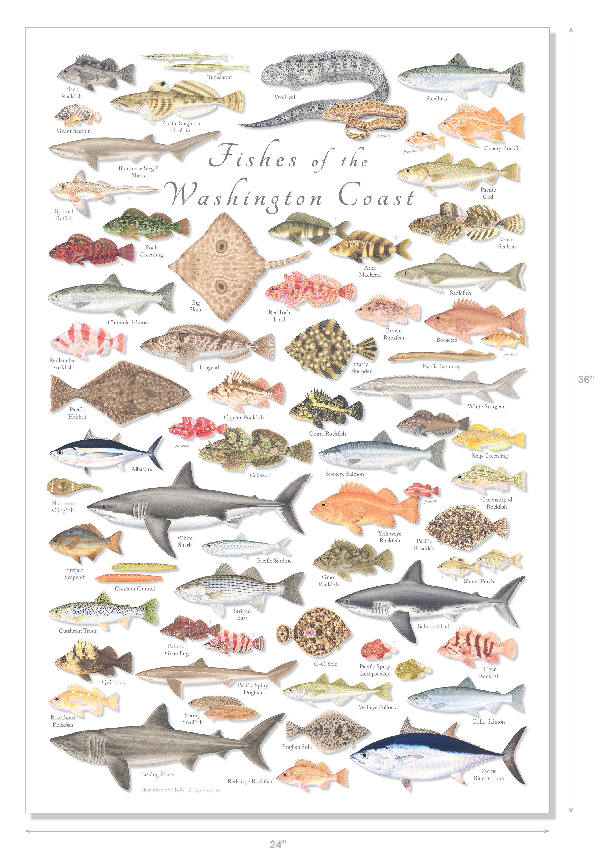 24x36 Fishes of the Washington Coast Poster, Washington Coast Fish ...