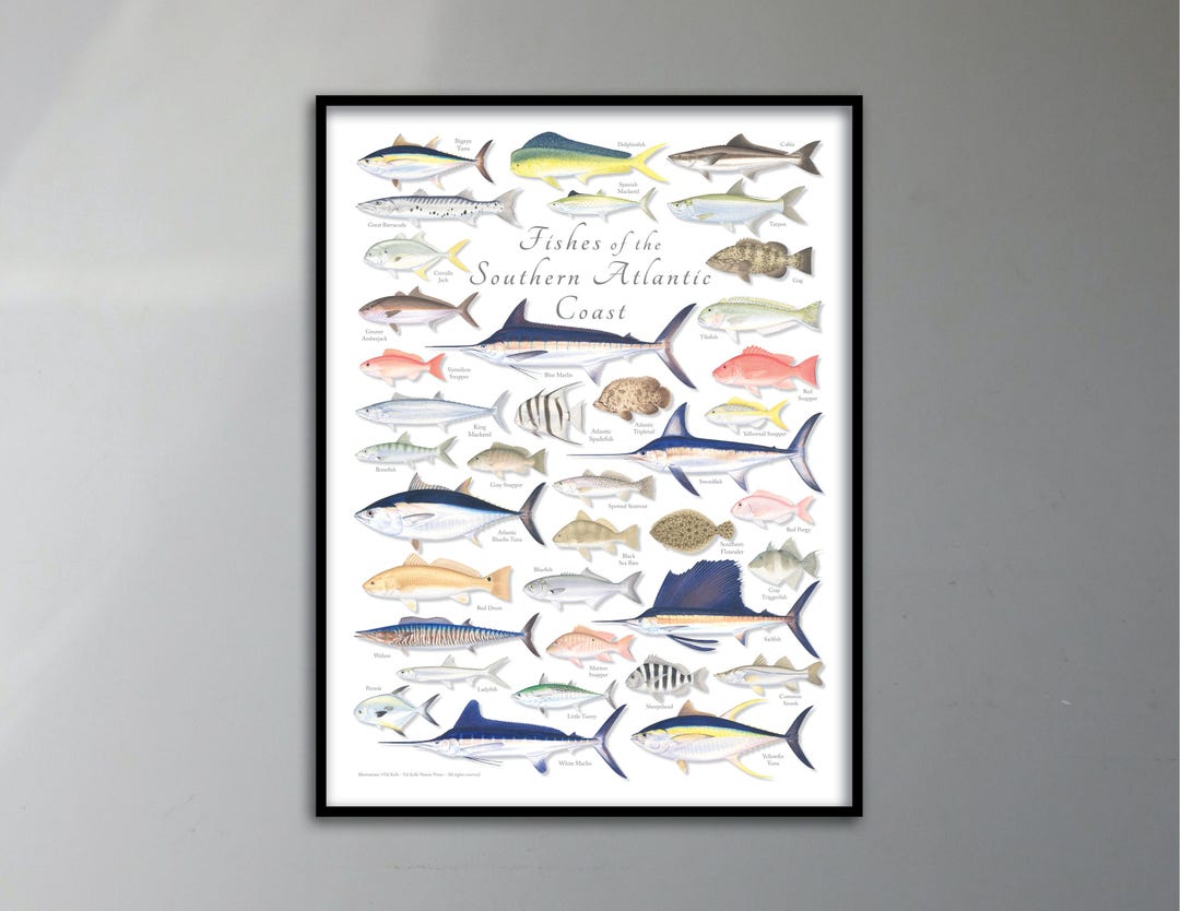 18x24 Fishes of the Southern Atlantic Coast Poster; Atlantic Coast ...