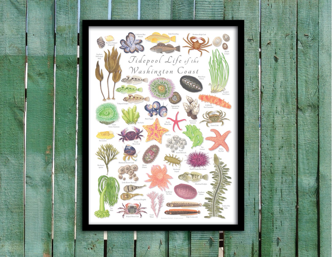 18x24 Tidepool Life of the Washington Coast Poster, Tidepool Poster ...