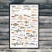 24x36 Gamefishes of the Texas Coast Poster, Texas Coast Poster, Texas ...