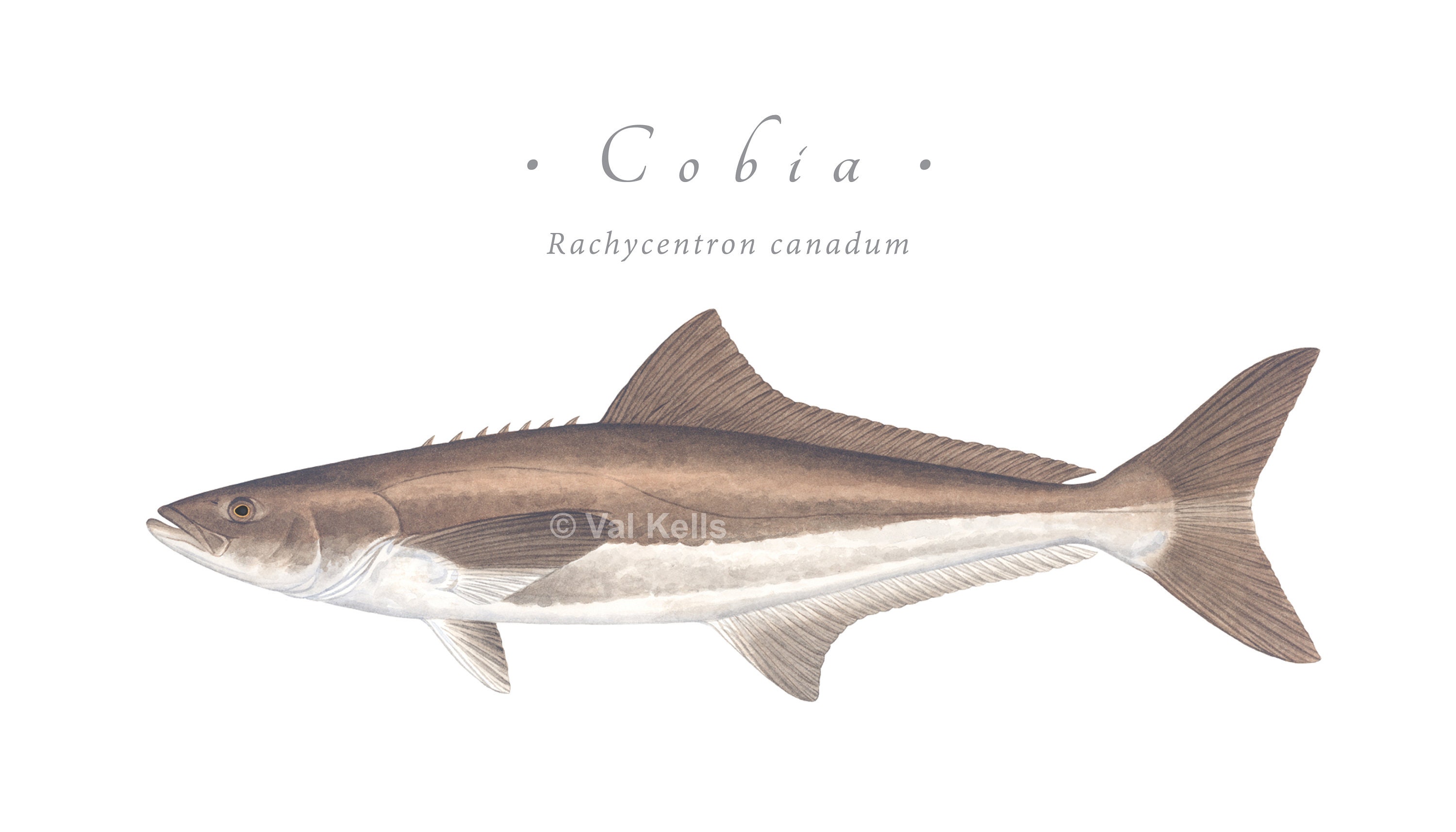 Cobia Giclee Print Cobia Giclee, Ling Giclee, Black Kingfish Giclee ...