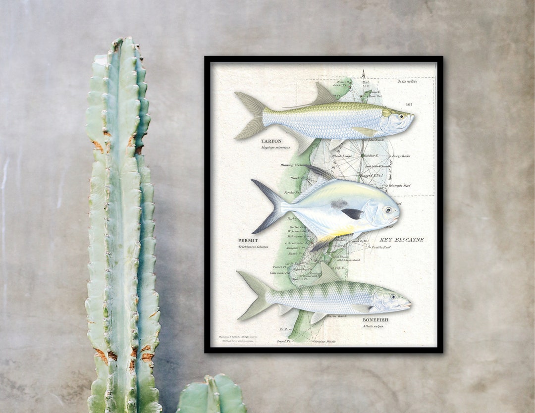 16x20 Tarpon, Permit, Bonefish Poster With Vintage NOAA Key Biscayne ...