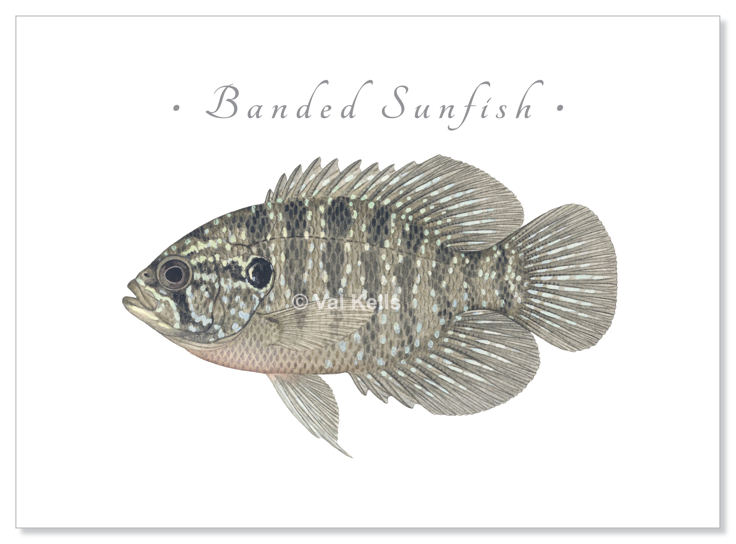 Banded Sunfish Costume