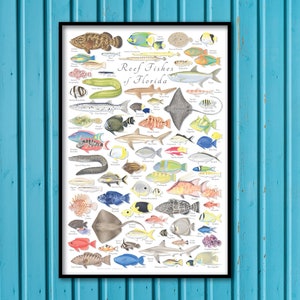 24x36 Reef Fishes of Florida Poster; Florida Reef Fish Poster; Florida ...