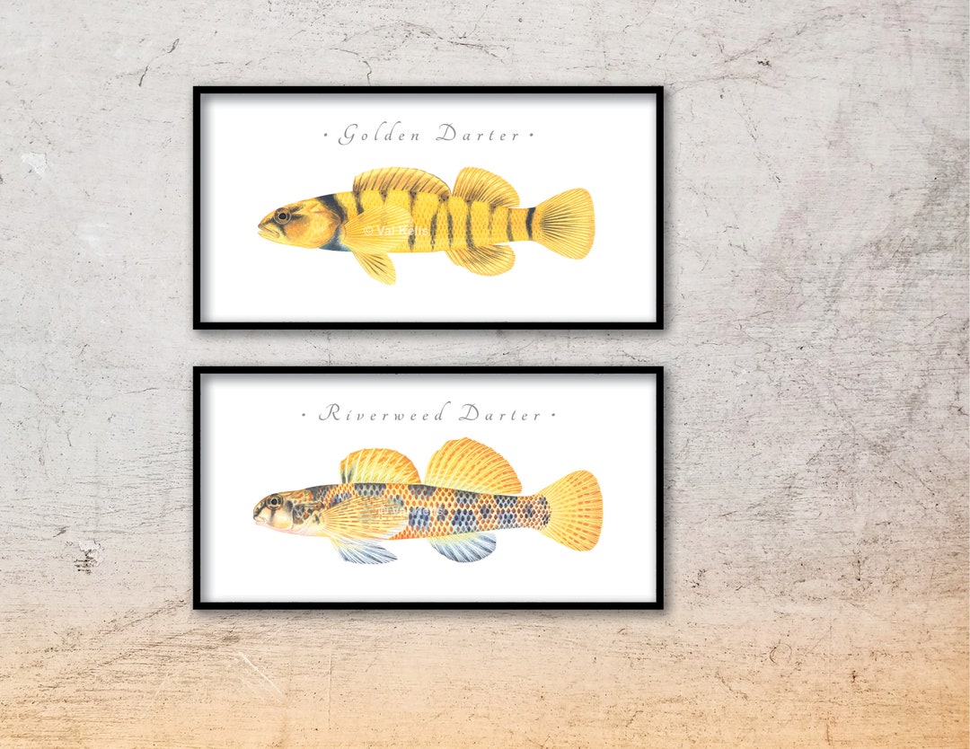Darter Giclee Prints; Candy Darter, Riverweed Darter, Appalachia Darter ...