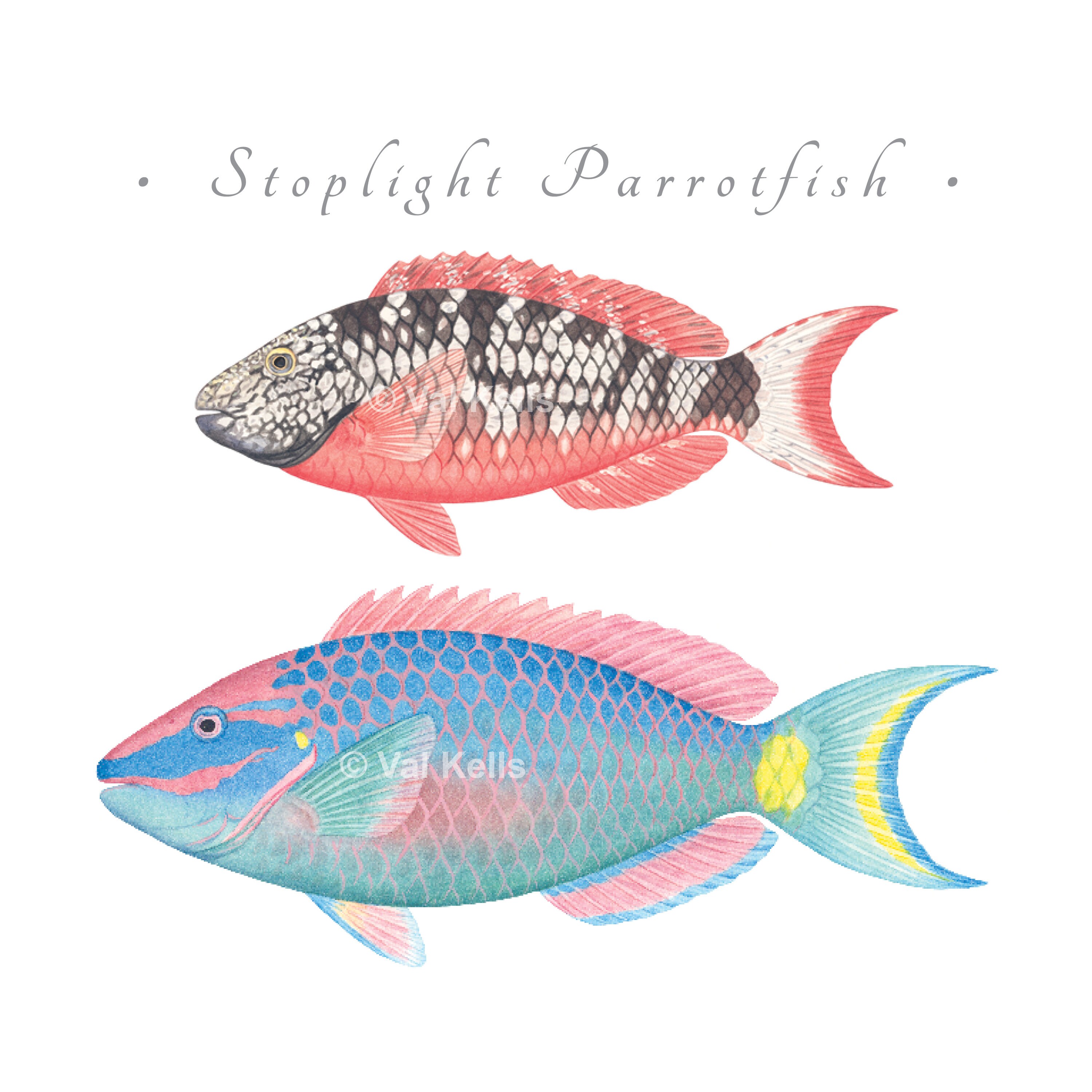 Parrotfishes Giclee Prints; Blue Parrotifsh, Redband Parrotfish ...