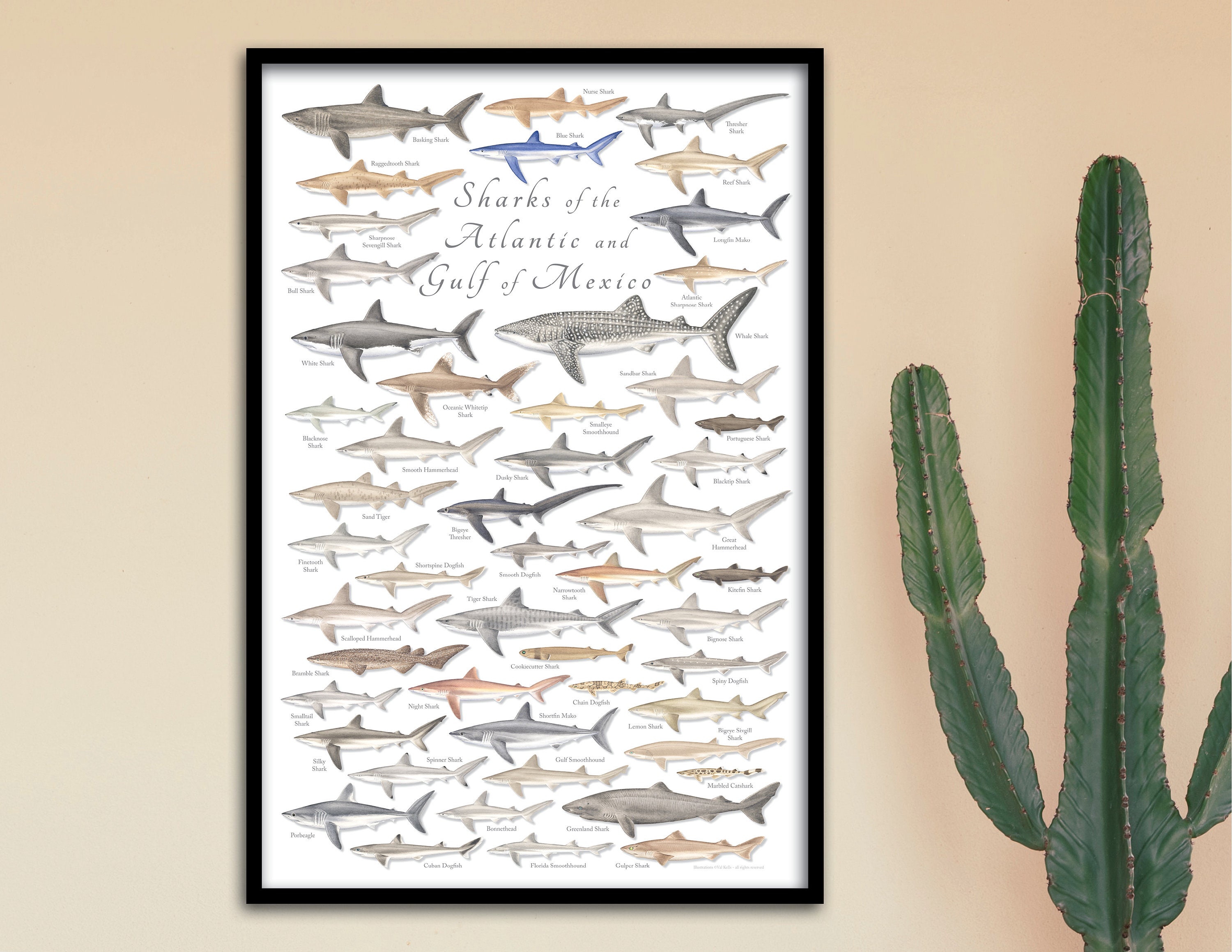FRAMED 24x36 Sharks of the Atlantic and Gulf of Mexico Poster; Framed ...