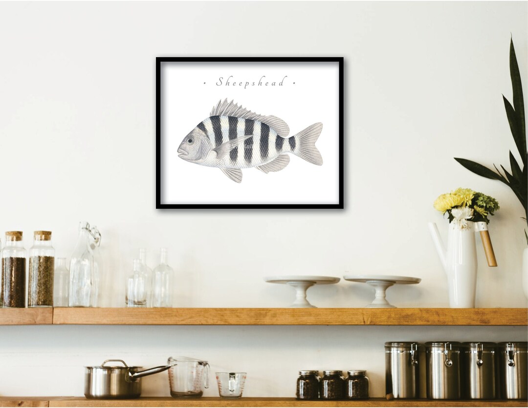 Sheepshead Giclee Print; Convict Fish Giclee, Sea Bream Giclee, Toothy ...