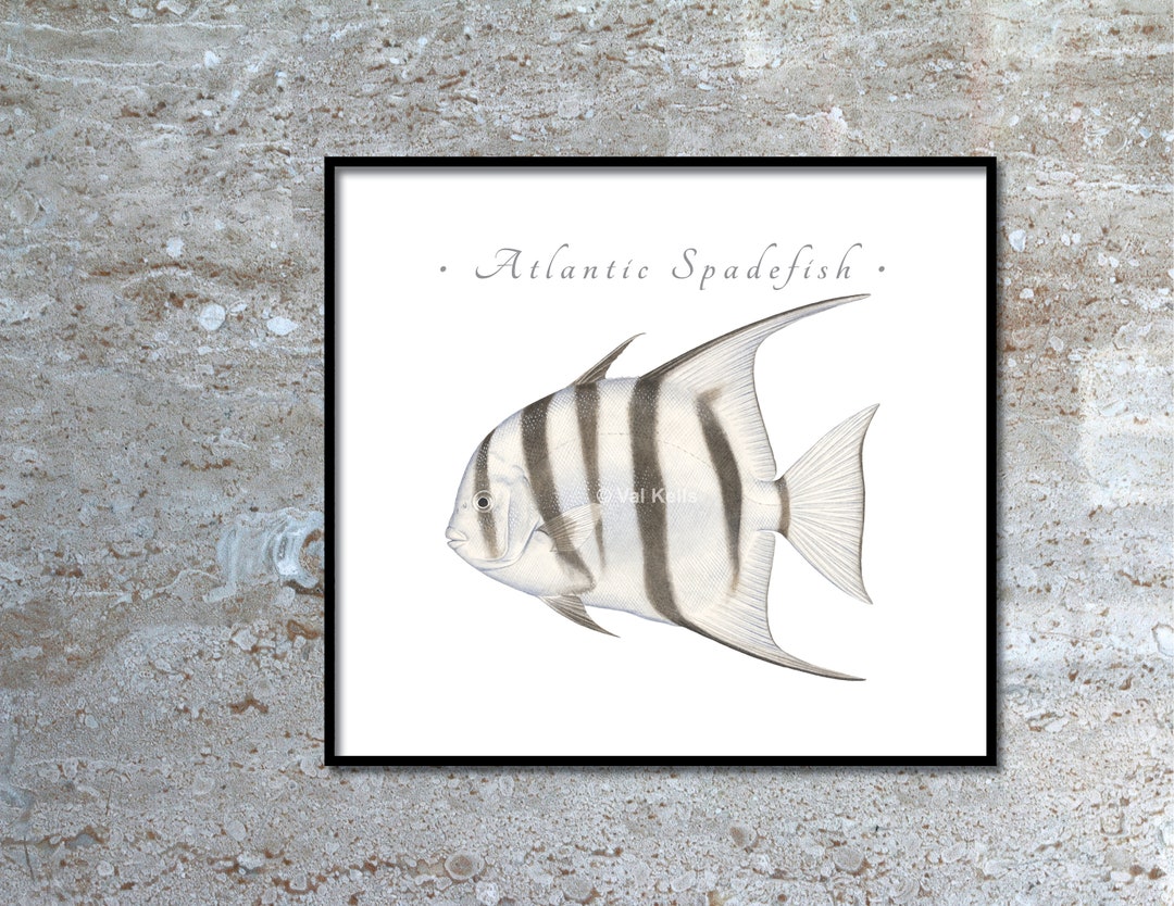 Atlantic & Pacific Spadefish Giclee Prints; Atlantic Spadefish, Pacific ...